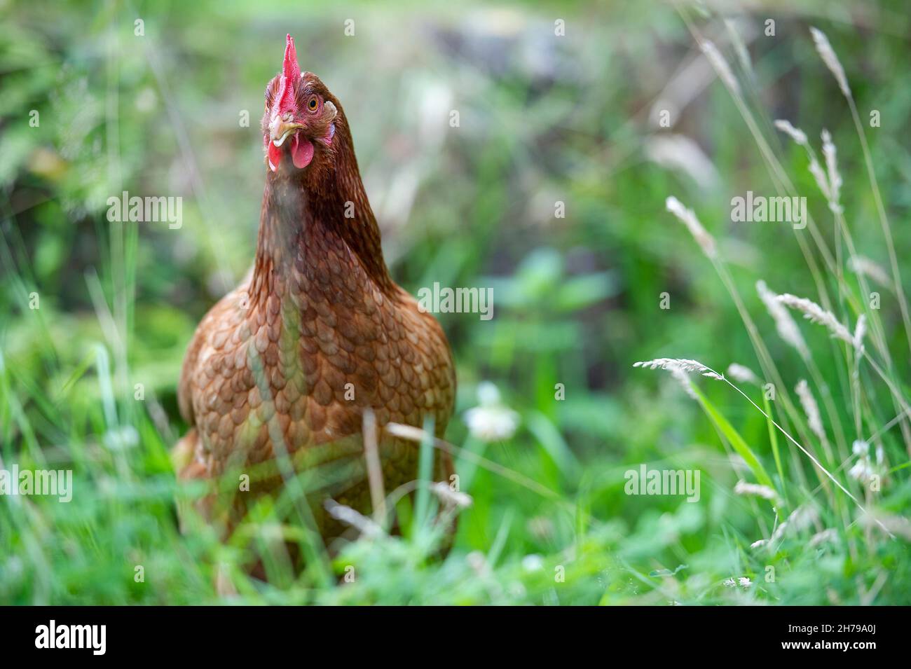 Foraging chicken hi-res stock photography and images - Alamy