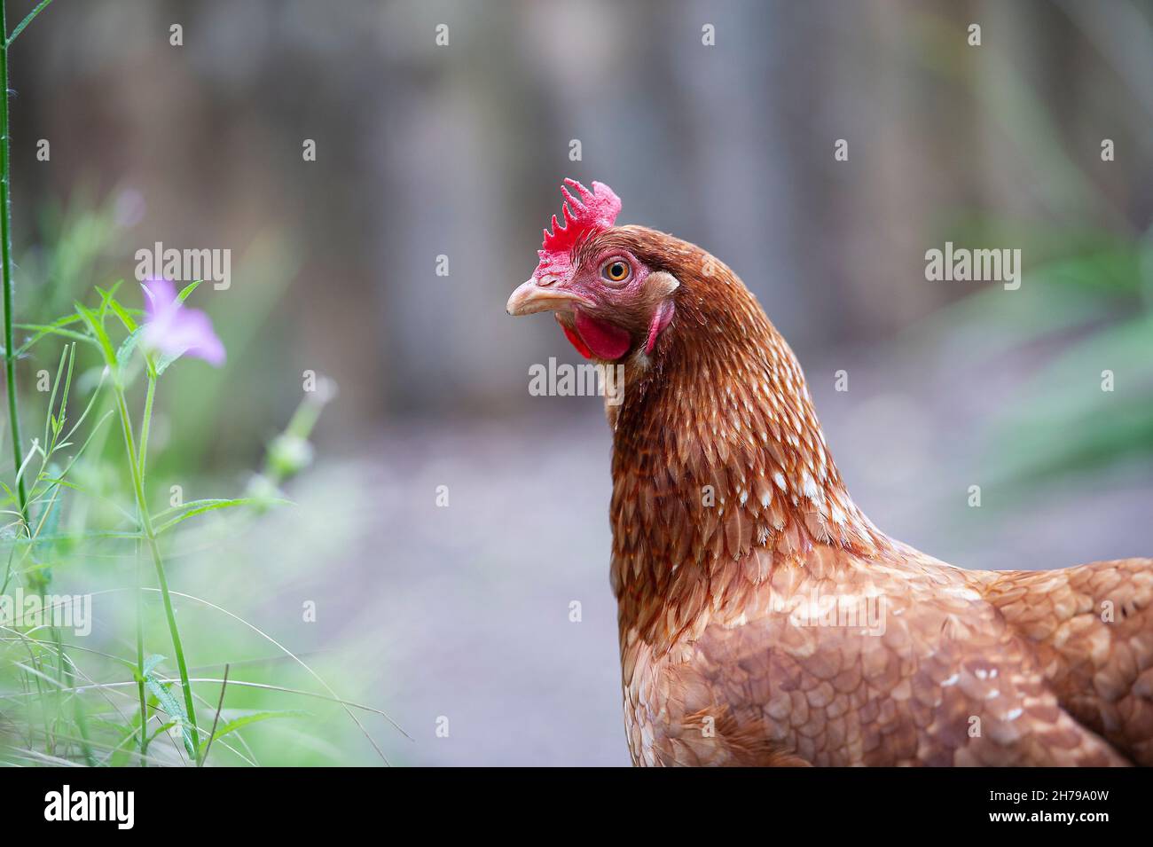 Free range chicken Stock Photo - Alamy