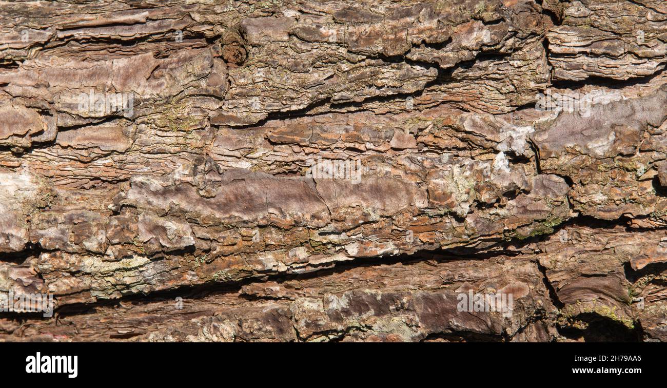 Tree bark texture closeup. Wooden backdrop Stock Photo - Alamy