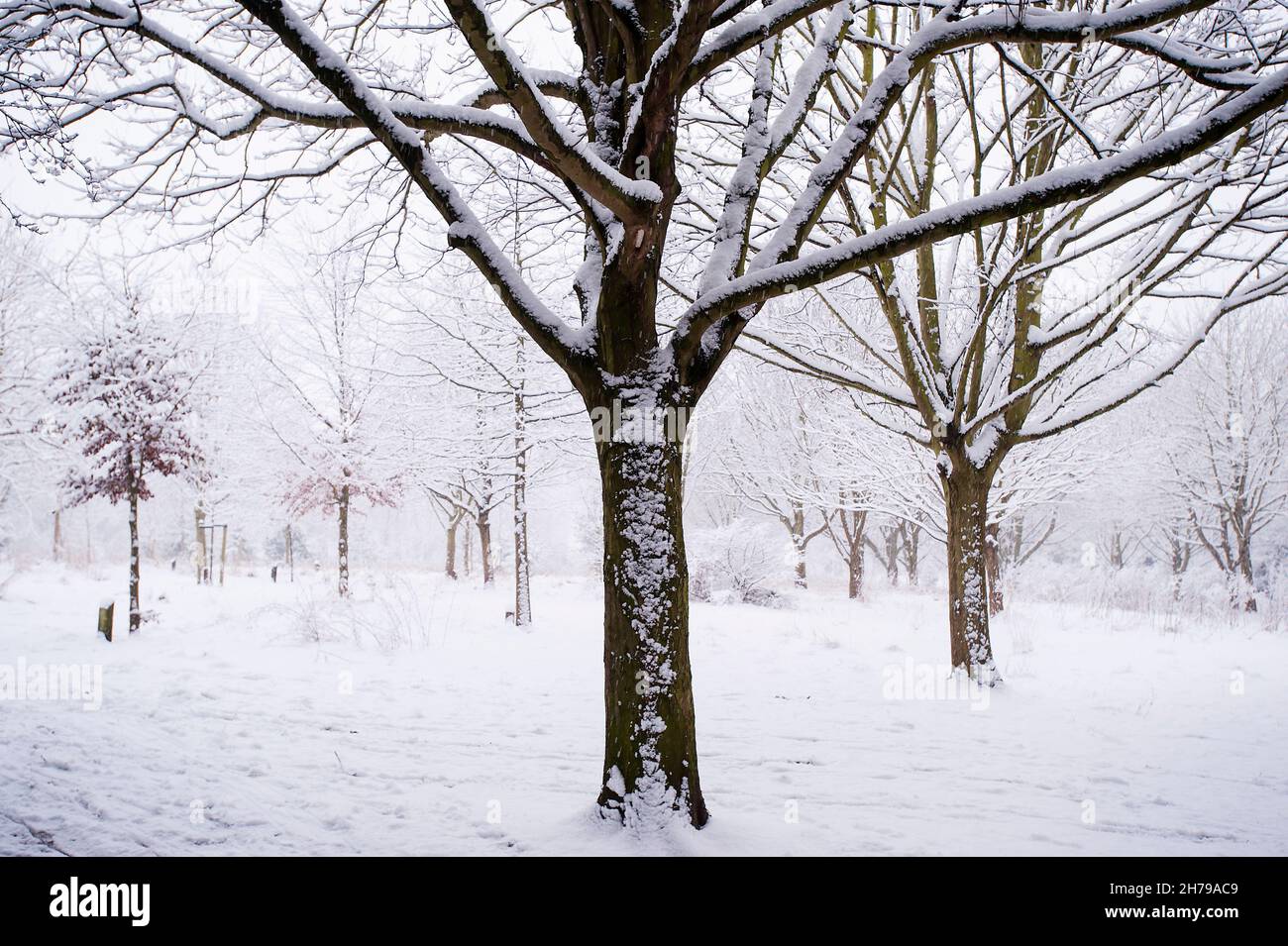 Snow covered trees in an empty park Stock Photo - Alamy
