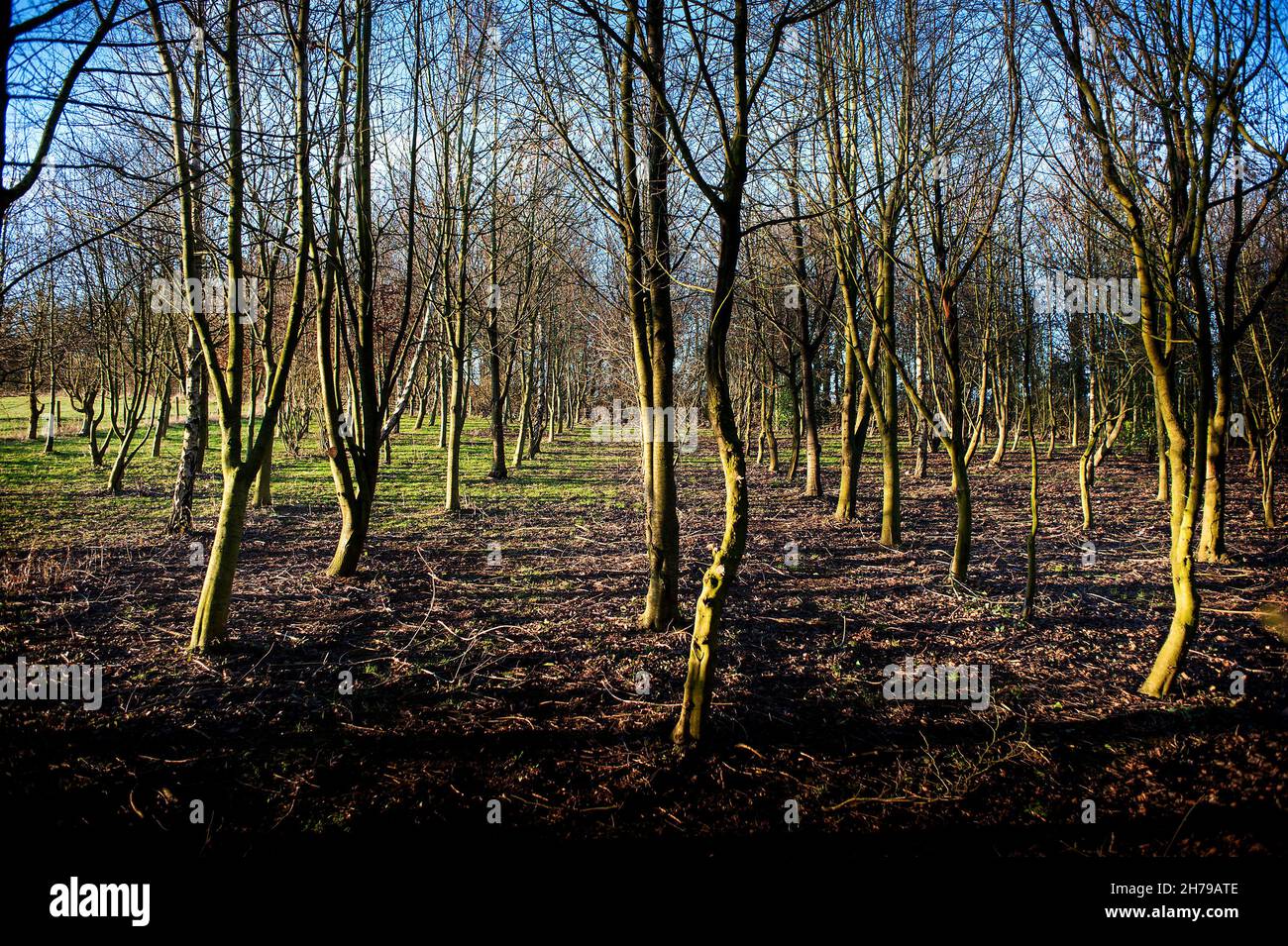 Trees planted in rows Stock Photo - Alamy