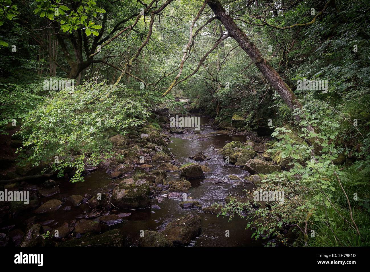 Woodland stream, Yorkshire, England, UK Stock Photo - Alamy