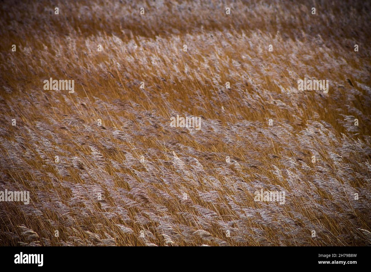 Reeds swaying in breeze hi-res stock photography and images - Alamy