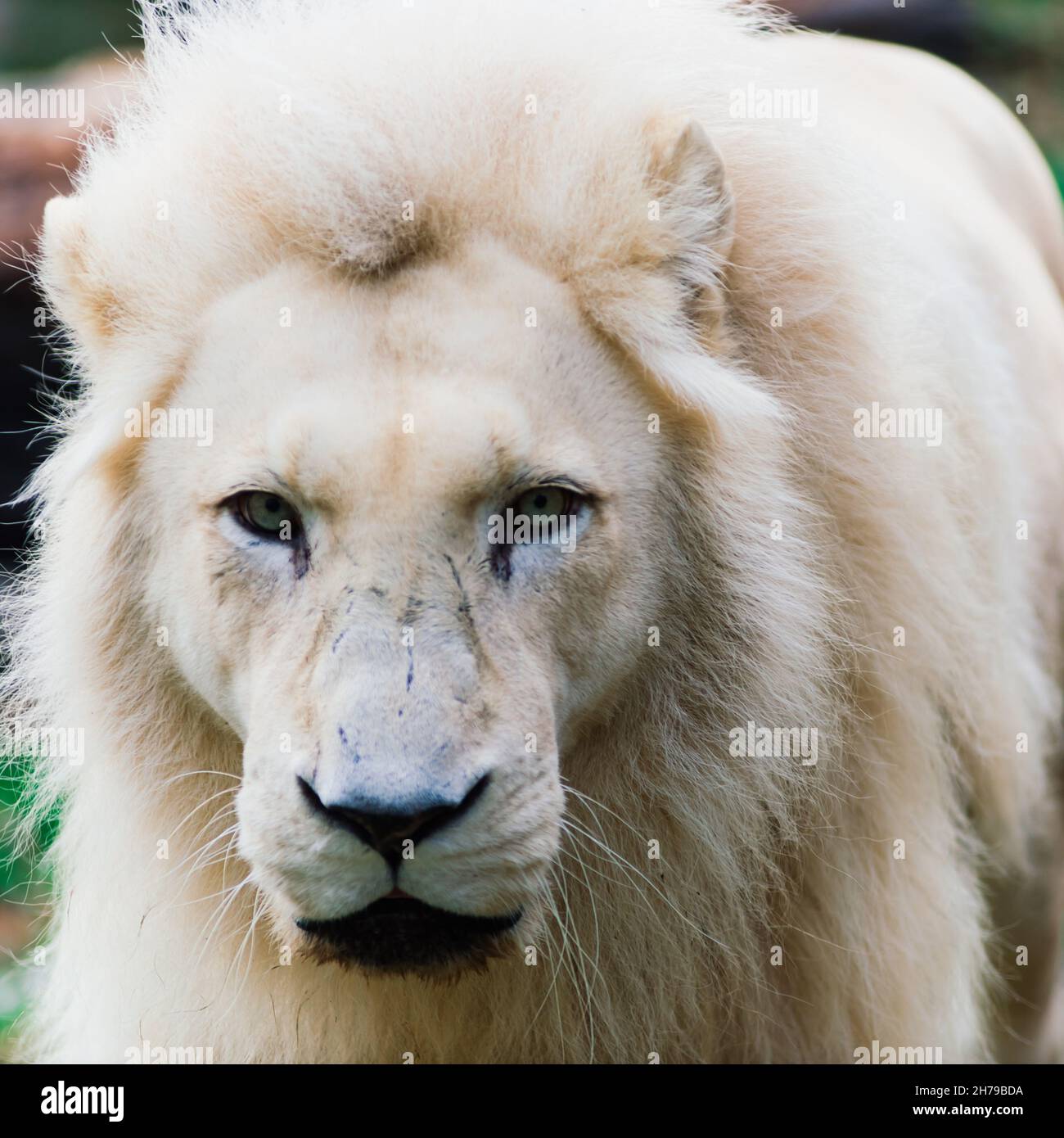 Closeup beautiful portrait of big African Lion Stock Photo - Alamy