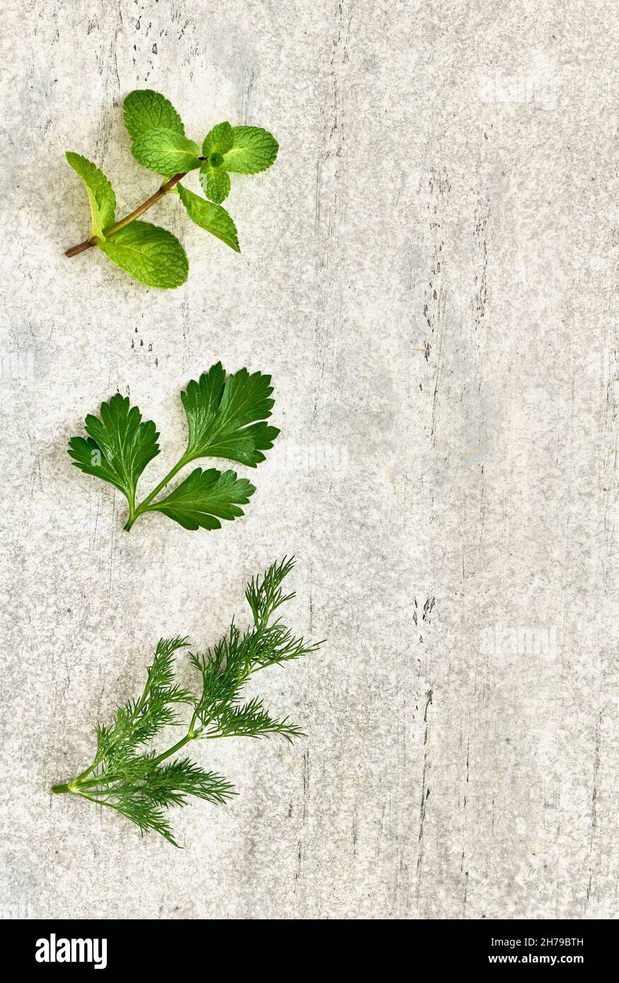 Herbs, green mint, parsley and dill leaves on gray background with ...