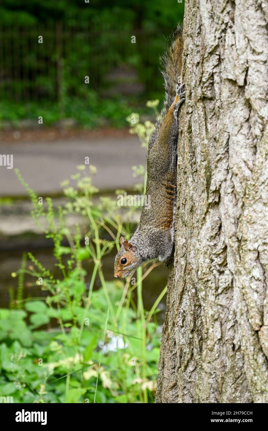 Tree trunk no people hi-res stock photography and images - Alamy