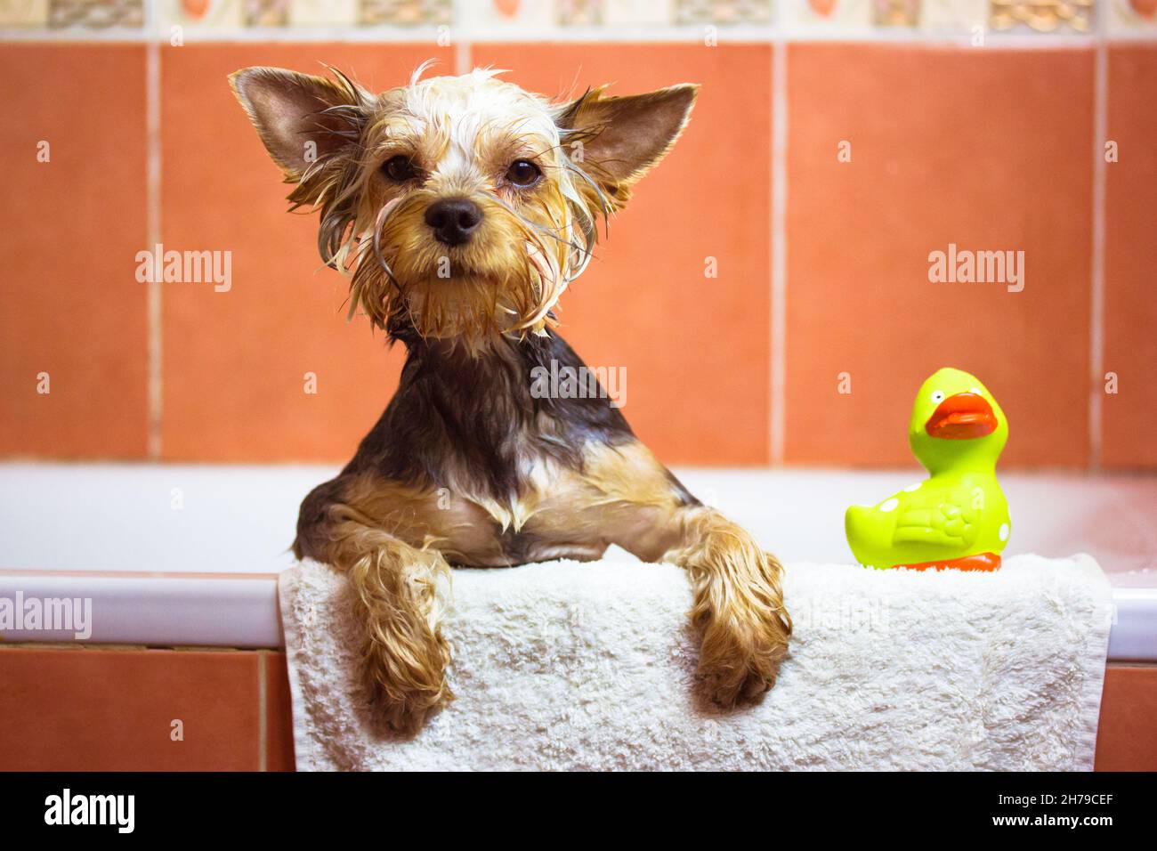 Funny wet dog standing in a bathtub next to a little rubbery green duck ...