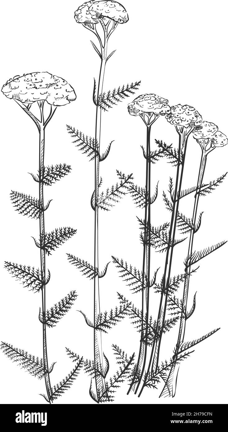 Yarrow Flower Drawing Achillea Millefolium (yarrow) Our Beautiful Wall