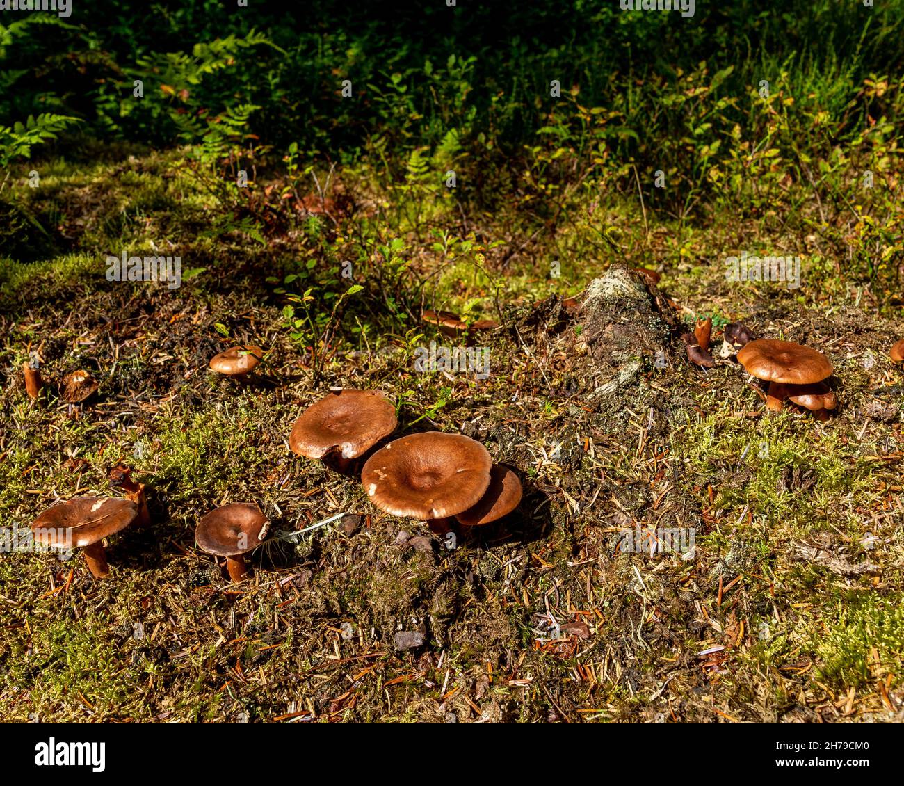 Lactarius Helvus mushroom Stock Photo - Alamy