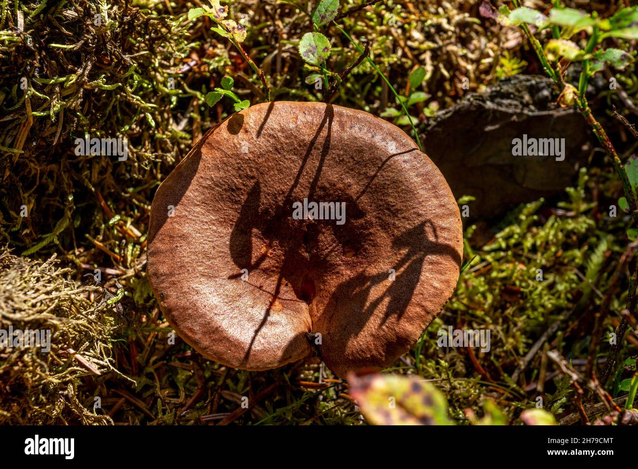 Lactarius Helvus mushroom Stock Photo - Alamy