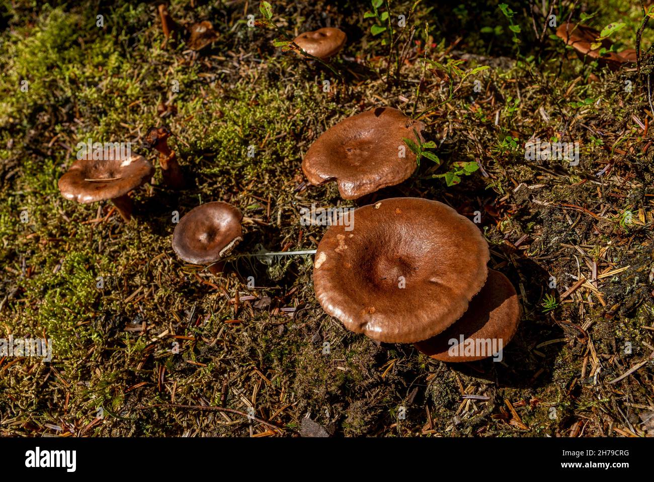 Lactarius Helvus mushroom Stock Photo - Alamy