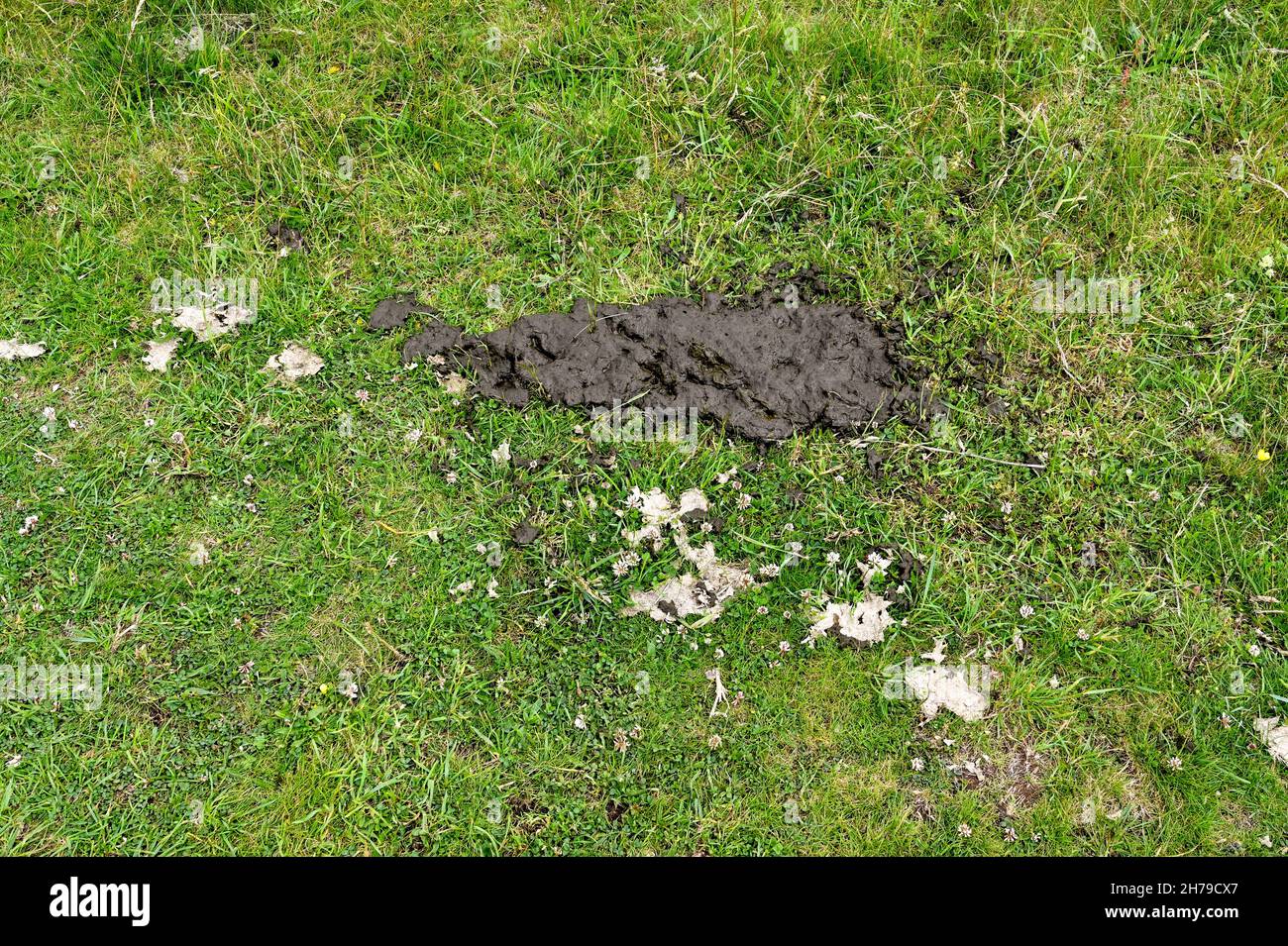 Cow Pat High Resolution Stock Photography and Images - Alamy