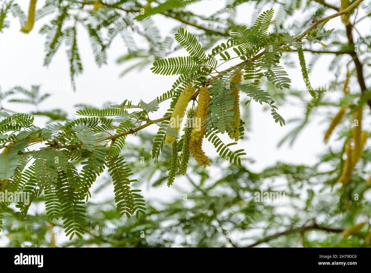 Prosopis juliflora tree flowering with leaves in chabahar province ...