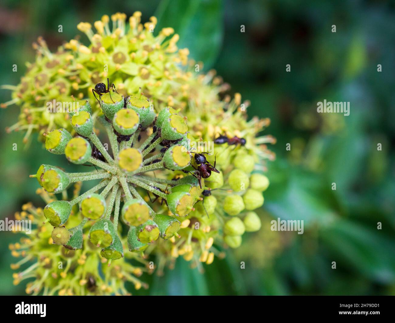 English ivy flower hi-res stock photography and images - Alamy