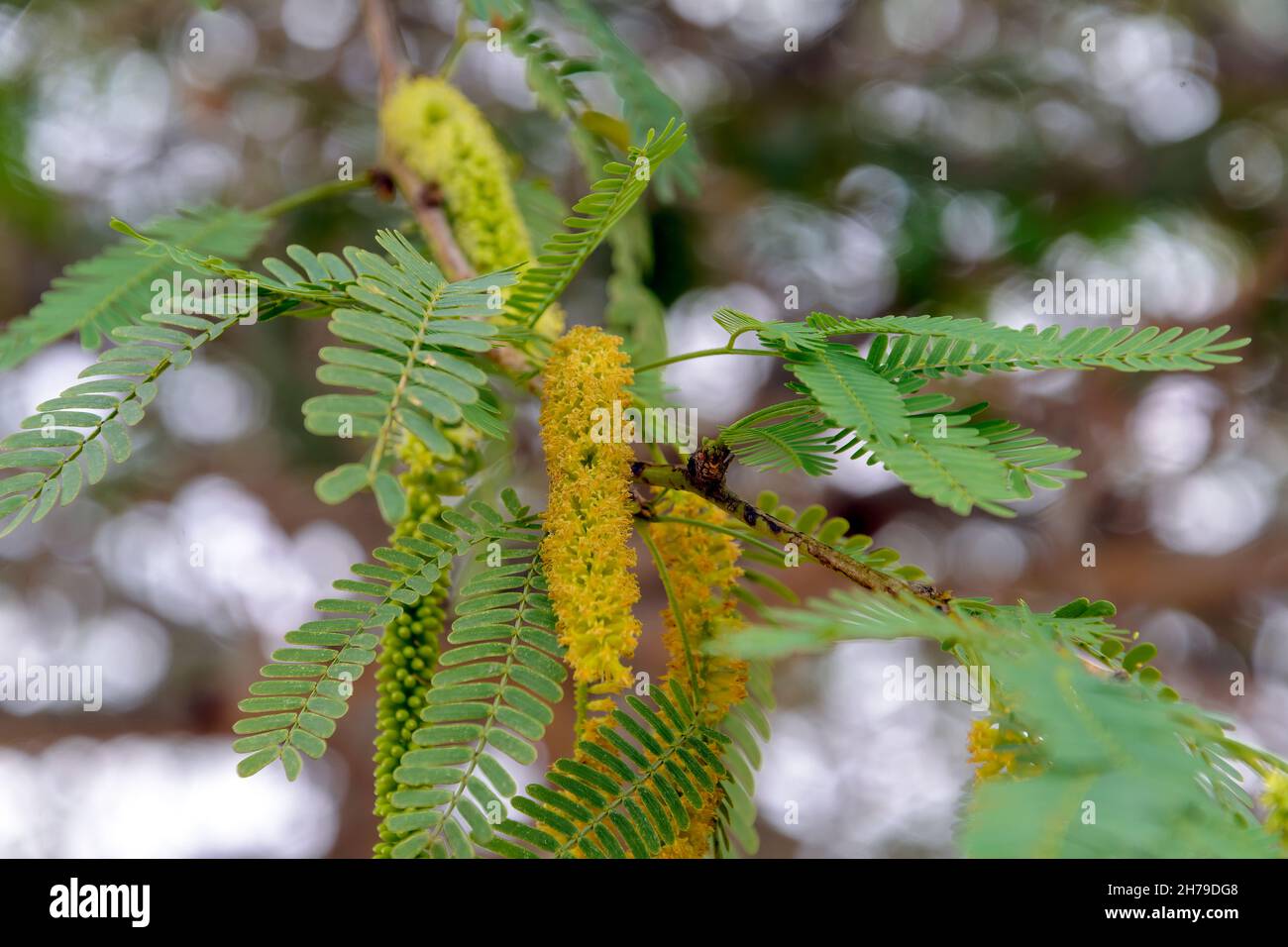 Prosopis juliflora tree flowering with leaves in chabahar province ...
