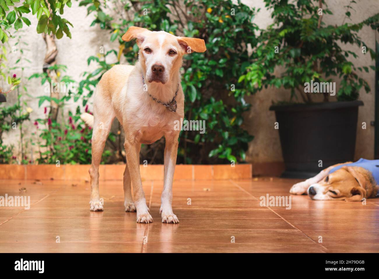 Labrador tricolor hi-res stock photography and images - Alamy