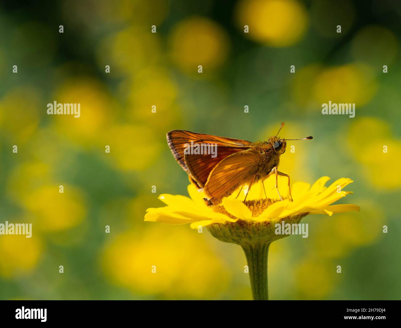 Yellow skipper hi-res stock photography and images - Alamy
