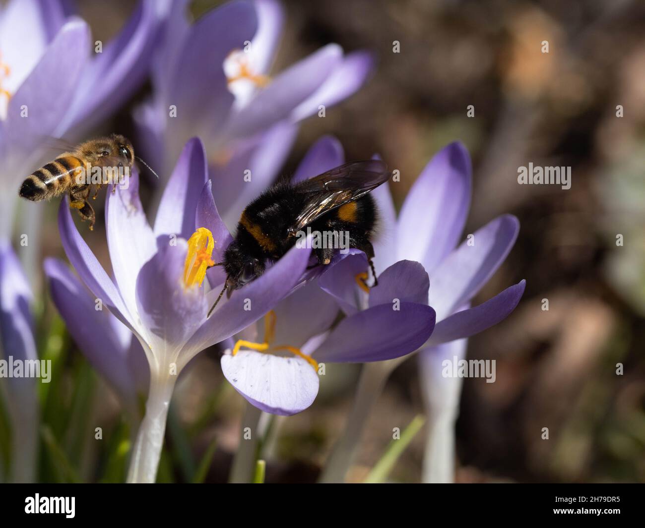 Honey bees on crocus vernus Stock Photo - Alamy