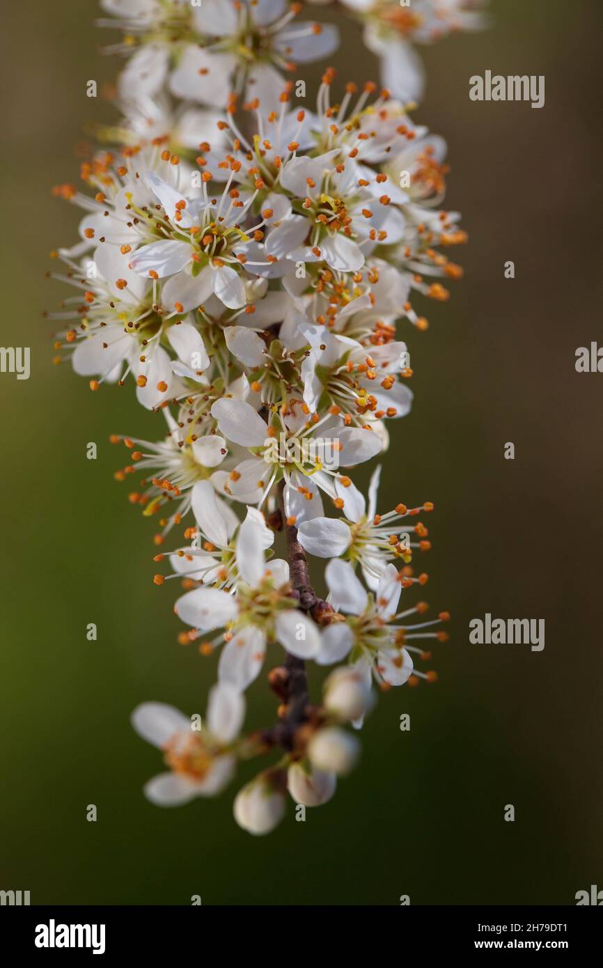 Sloe tree in bloom (Prunus spinosa Stock Photo - Alamy