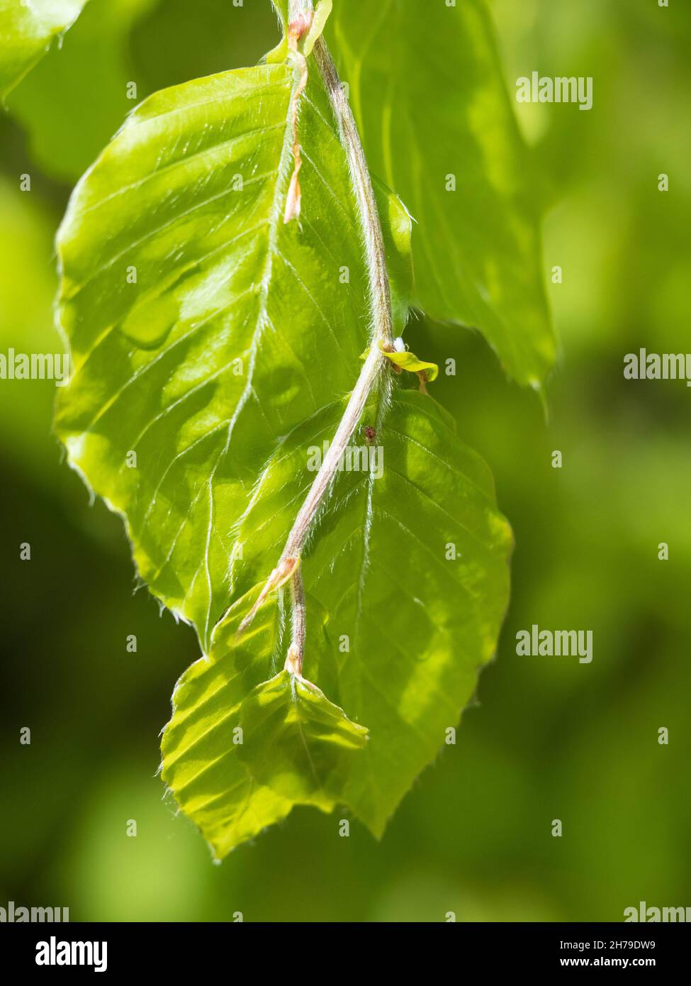 Beech tree leaves in early spring Stock Photo - Alamy