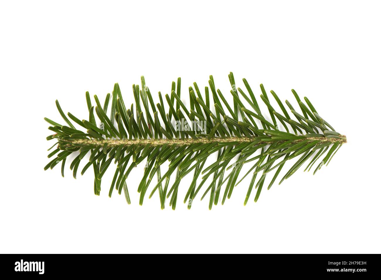 Spruce branch isolated on white background. High resolution photo. Full ...