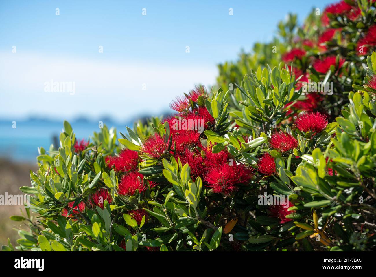 Pohutukawa and new zealand hi-res stock photography and images - Alamy