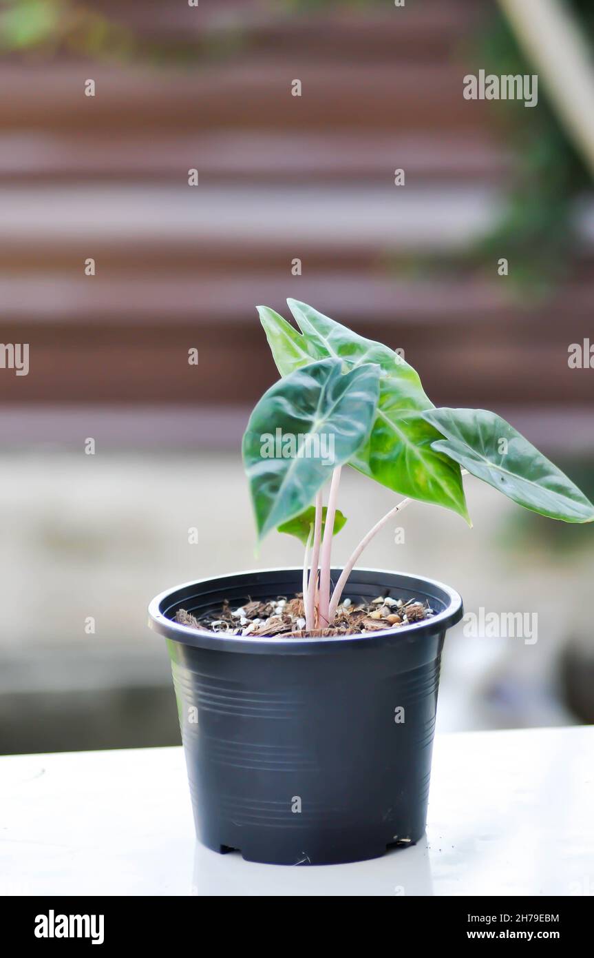 alocasia ,alocasia pink dragon plant in top view or Alocasia baginda ...