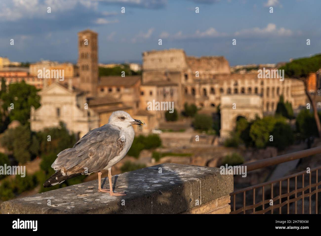 Gull bird on viewpoint balustrade with blurred view of Colosseum and ...