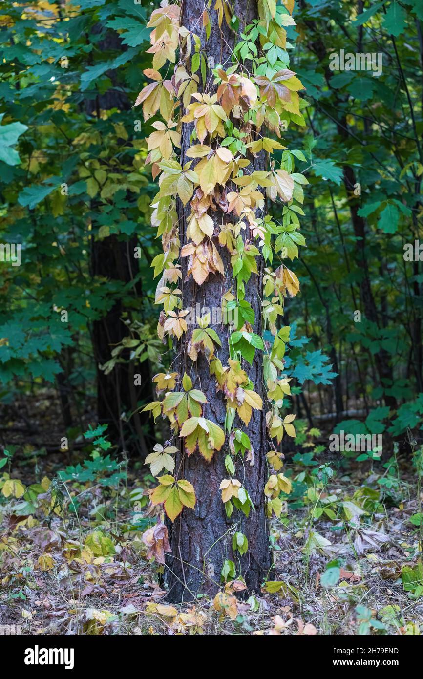 Creeping plants with autumn leaves on a tree trunk in the forest Stock ...