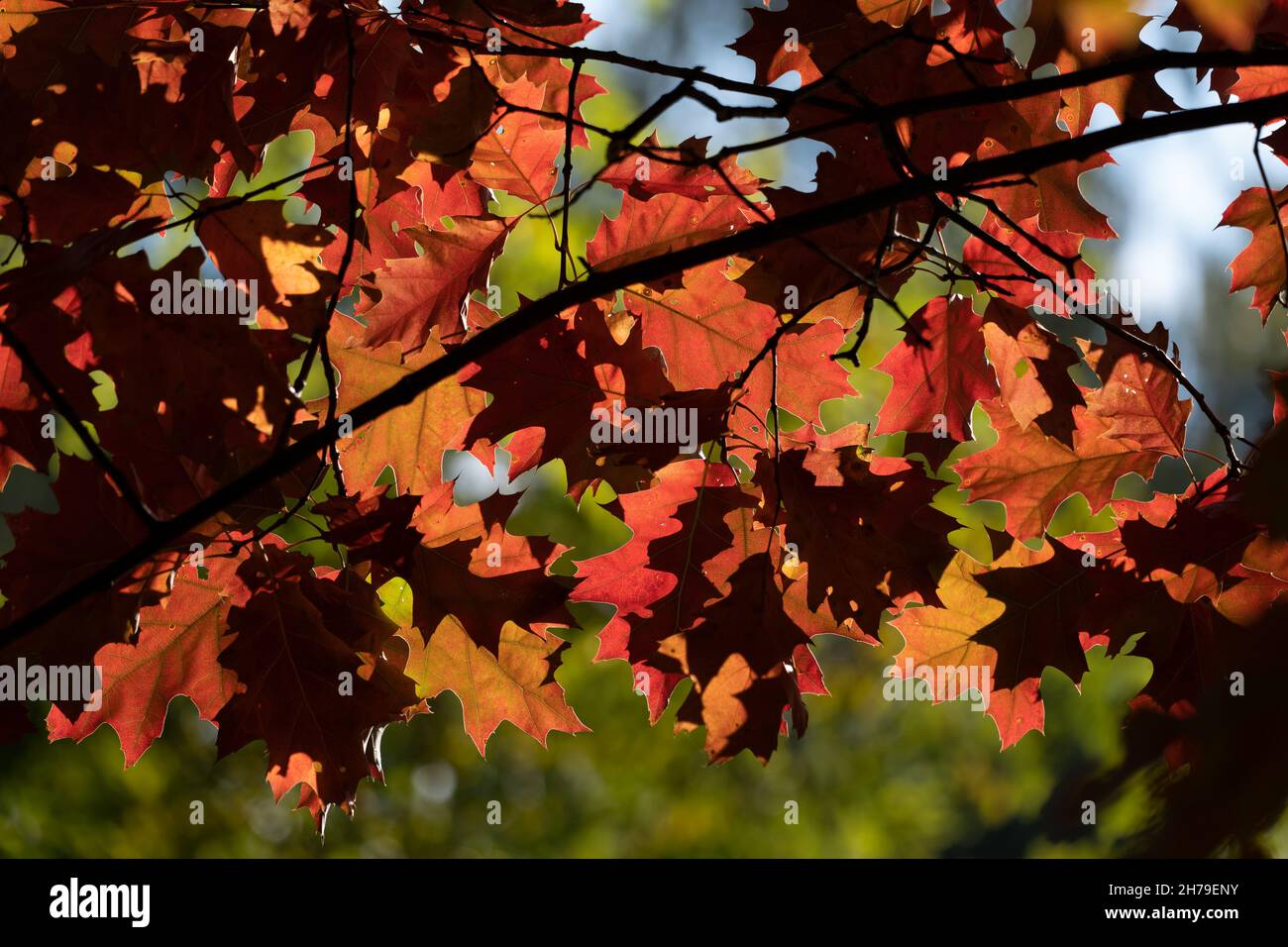 Backlit oak tree hi-res stock photography and images - Alamy