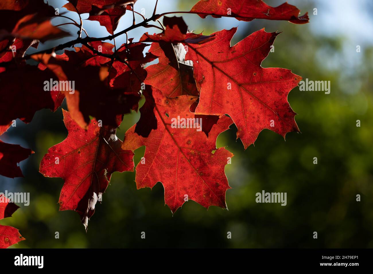 Backlit oak tree hi-res stock photography and images - Alamy