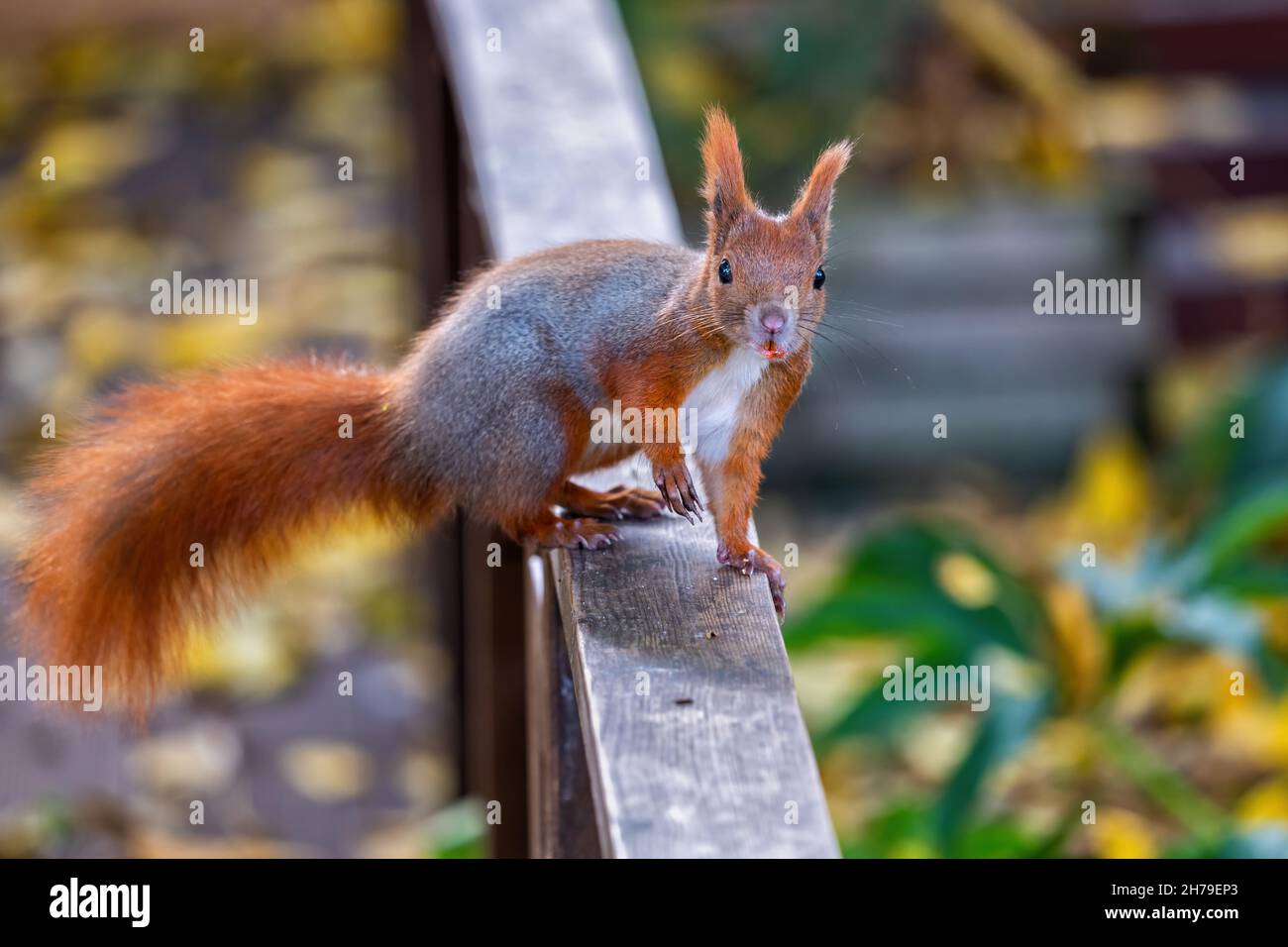 Eurasian red squirrel (Sciurus vulgaris) on wooden balustrade, arboreal ...
