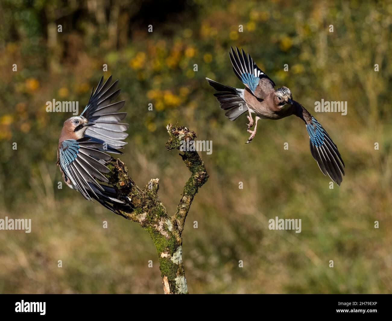 Eurasian jay flying hi-res stock photography and images - Alamy