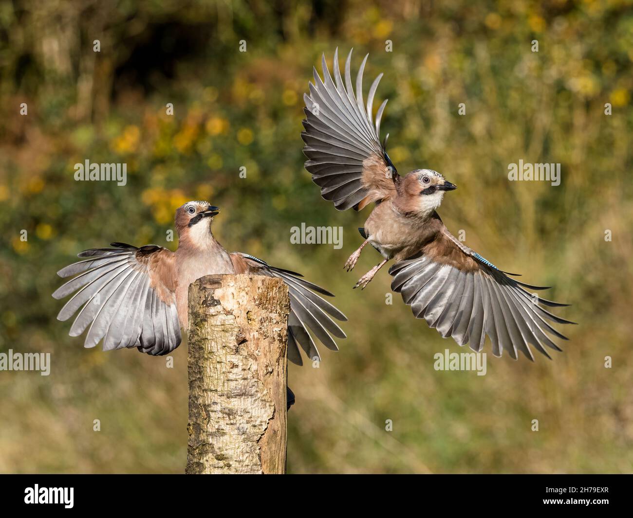 Eurasian jay flying hi-res stock photography and images - Alamy
