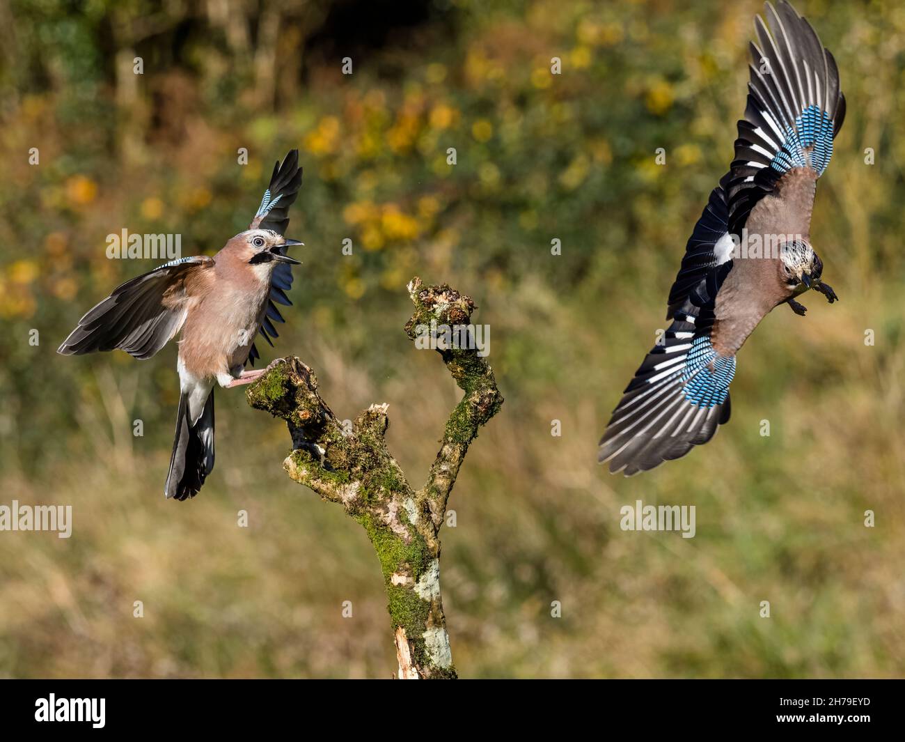 Eurasian jay flying hi-res stock photography and images - Alamy