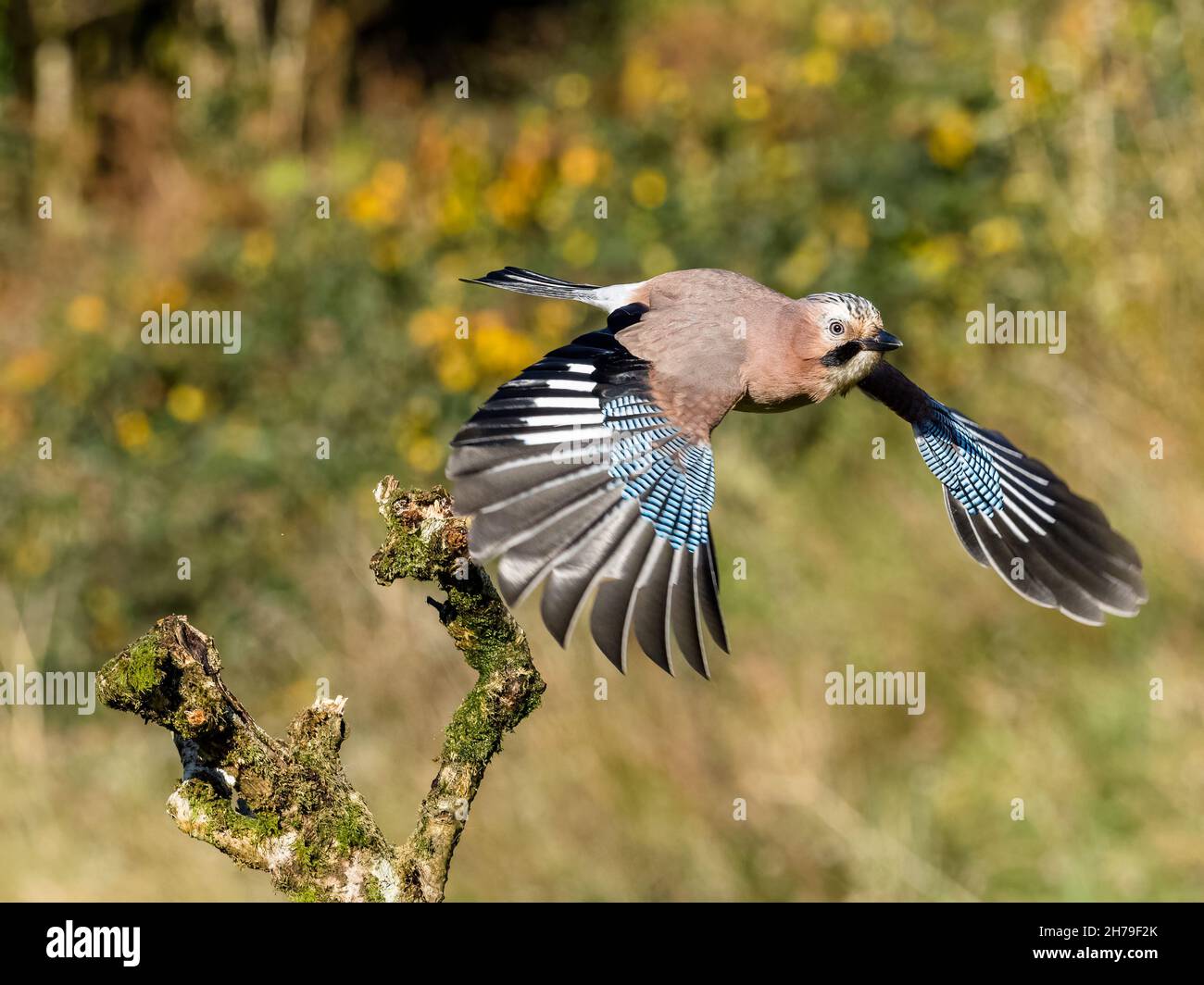 Eurasian jay flying hi-res stock photography and images - Alamy