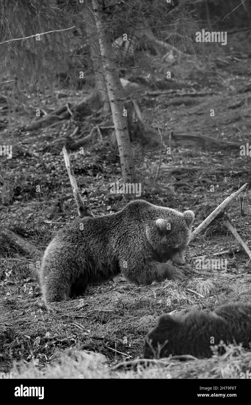 Natio Black and White Stock Photos & Images - Alamy