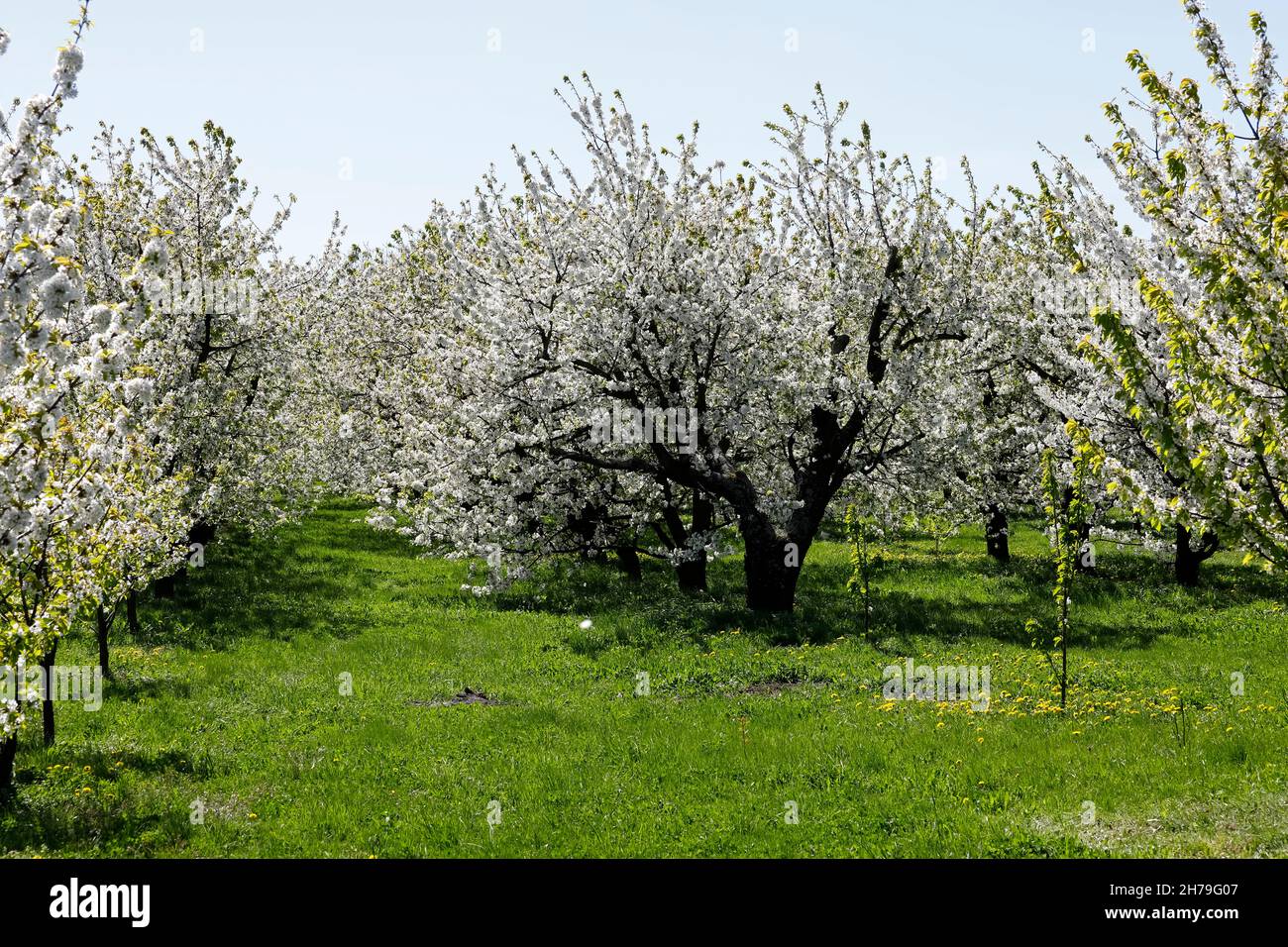 Fruit trees full of white flowers. In many places in Poland in the ...