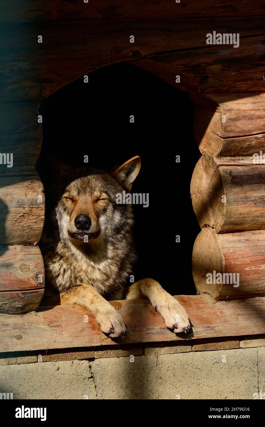 Carpathian wolves in the zoo, wild predators in captivity, Synevyr ...