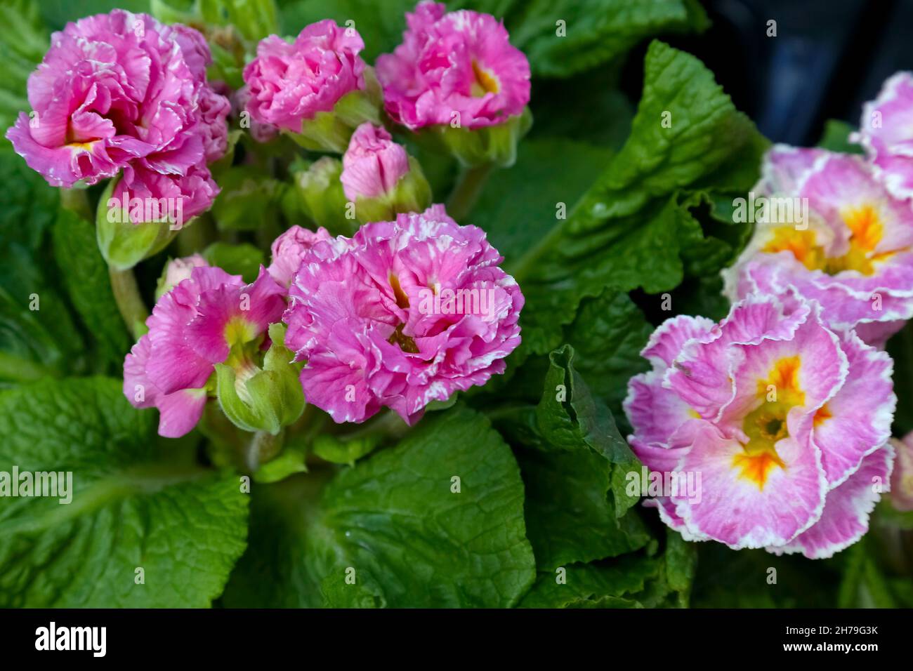 Green leaves and pink primrose flowers are seen Stock Photo - Alamy