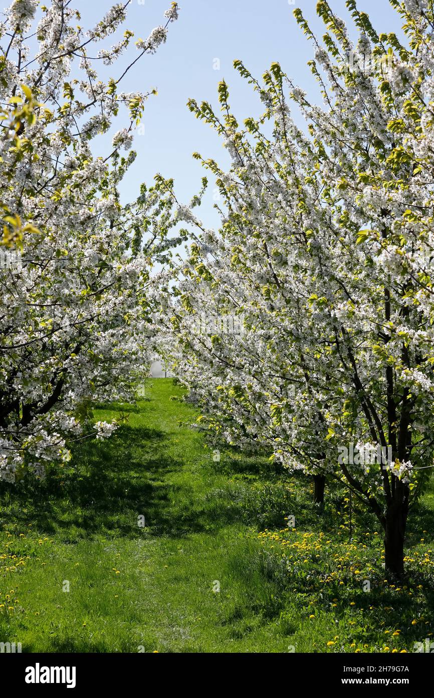 Beautiful Apple Trees