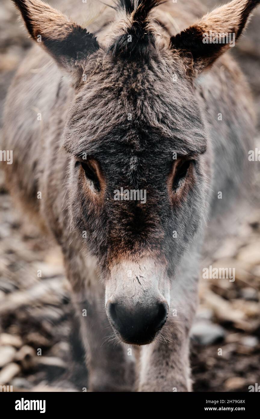 Close up portrait of a donkey, donkey in the zoo, Ukrainian zoo Stock ...