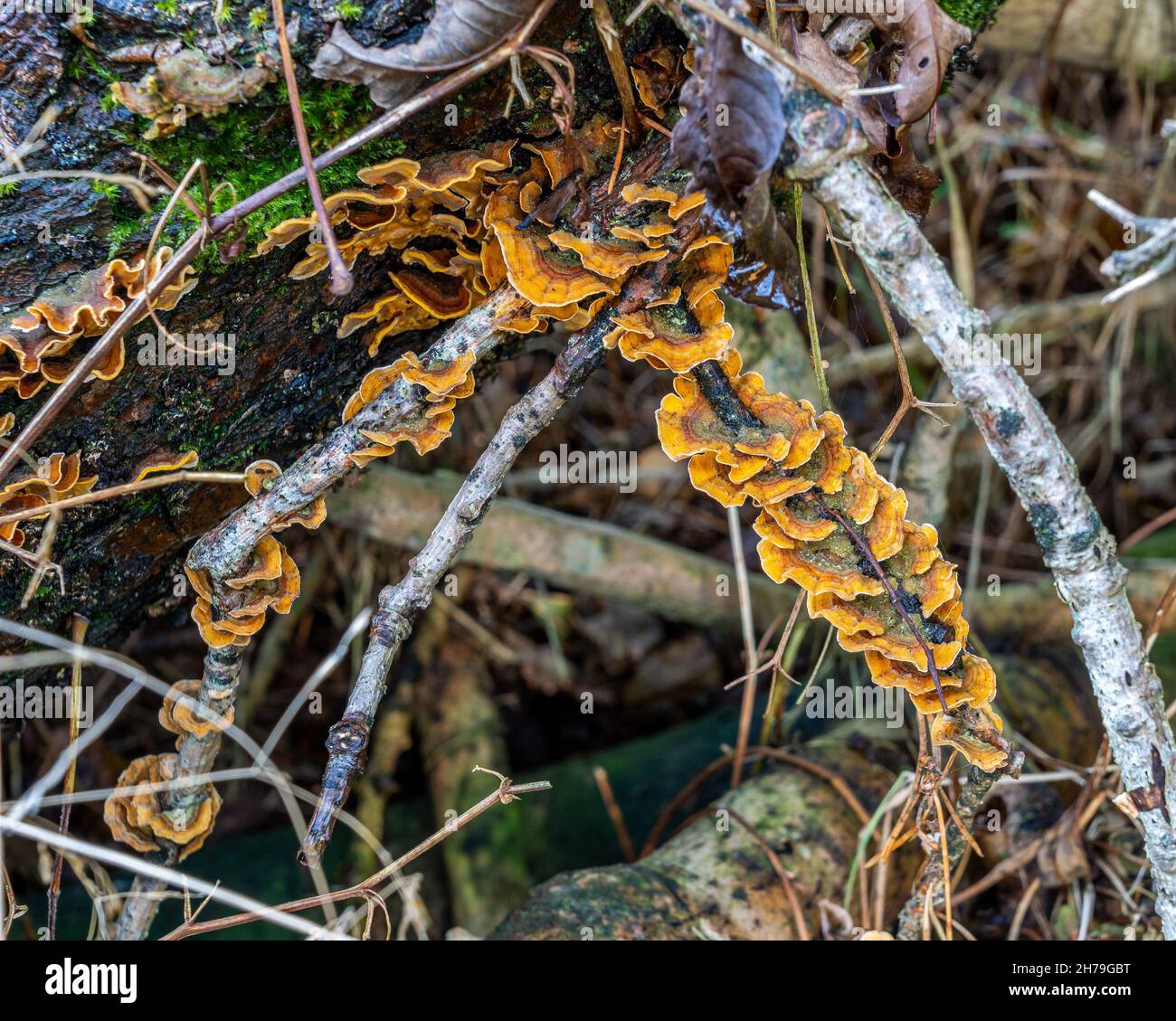 Many Zoned Polypore a ploypore on a pine wood forest floor Stock Photo ...