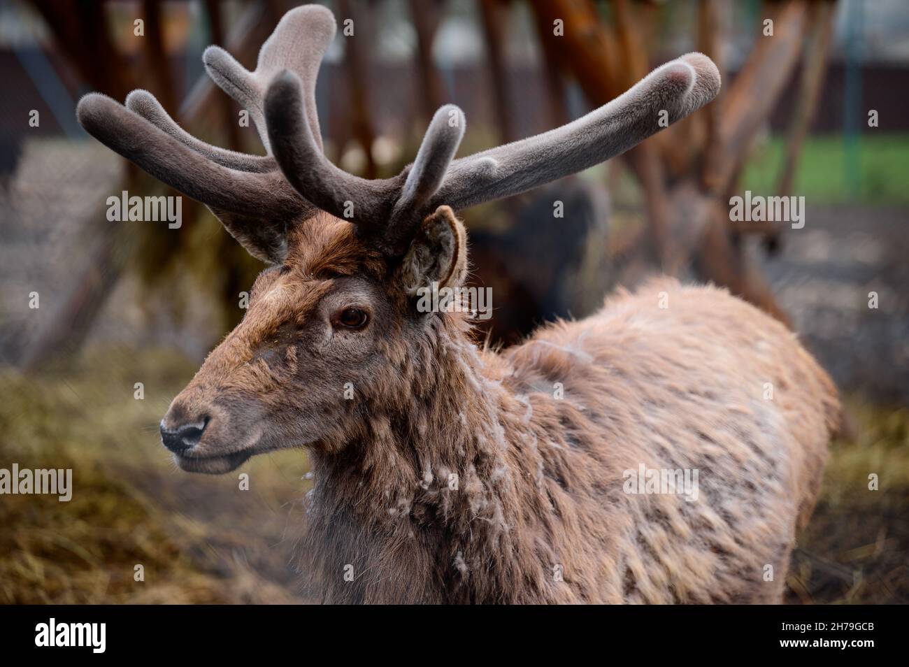 A deer in the Synevyrska Polyana National Park in Ukraine, an animal in ...
