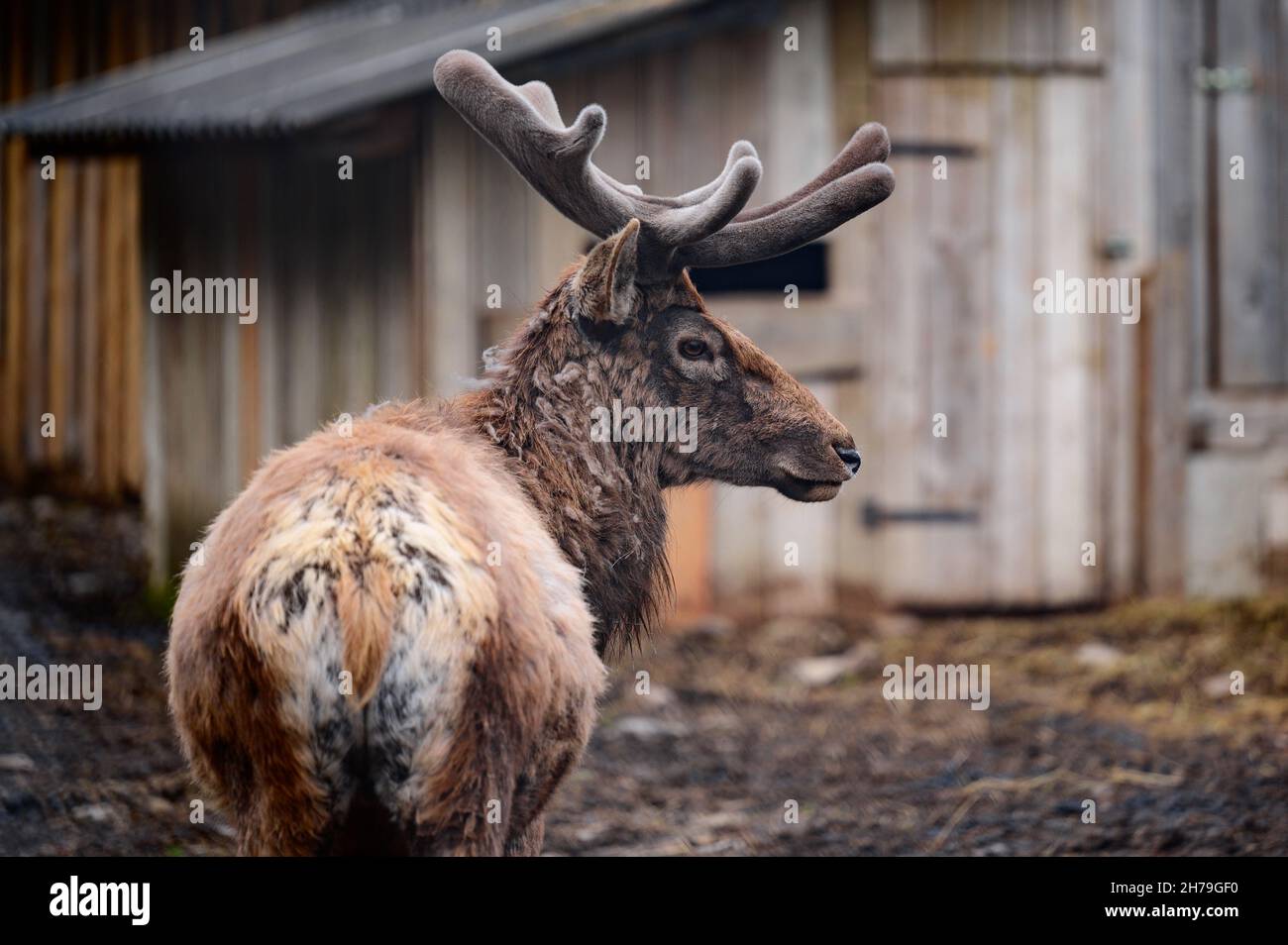 A deer in the Synevyrska Polyana National Park in Ukraine, an animal in ...