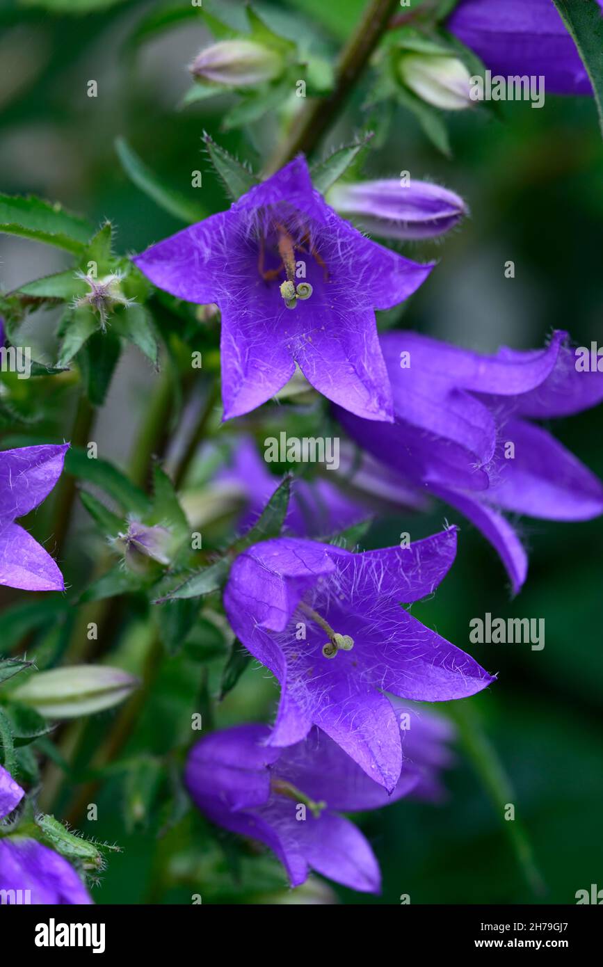 Cup shaped flowers hi-res stock photography and images - Alamy