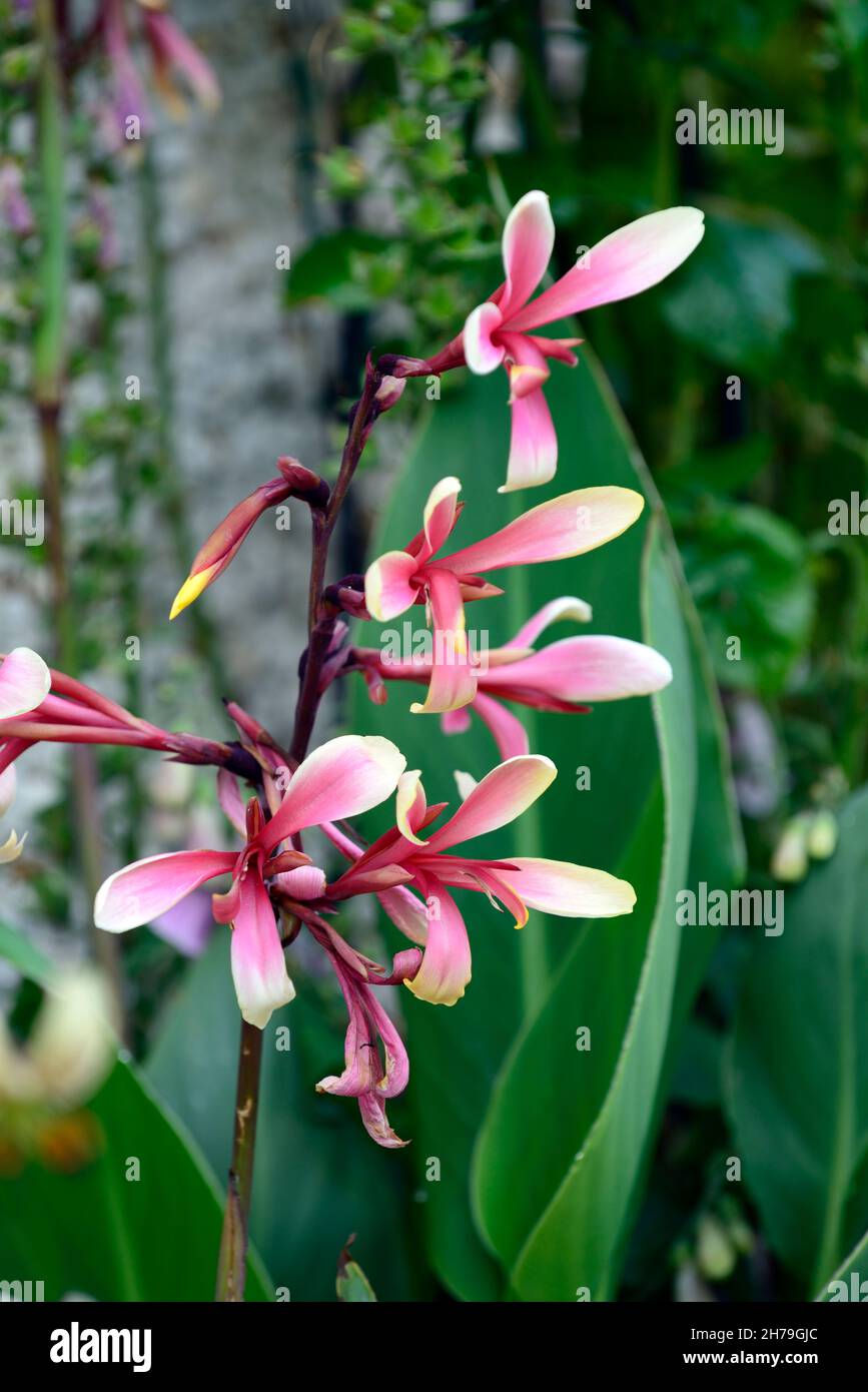 Canna panache hi-res stock photography and images - Alamy