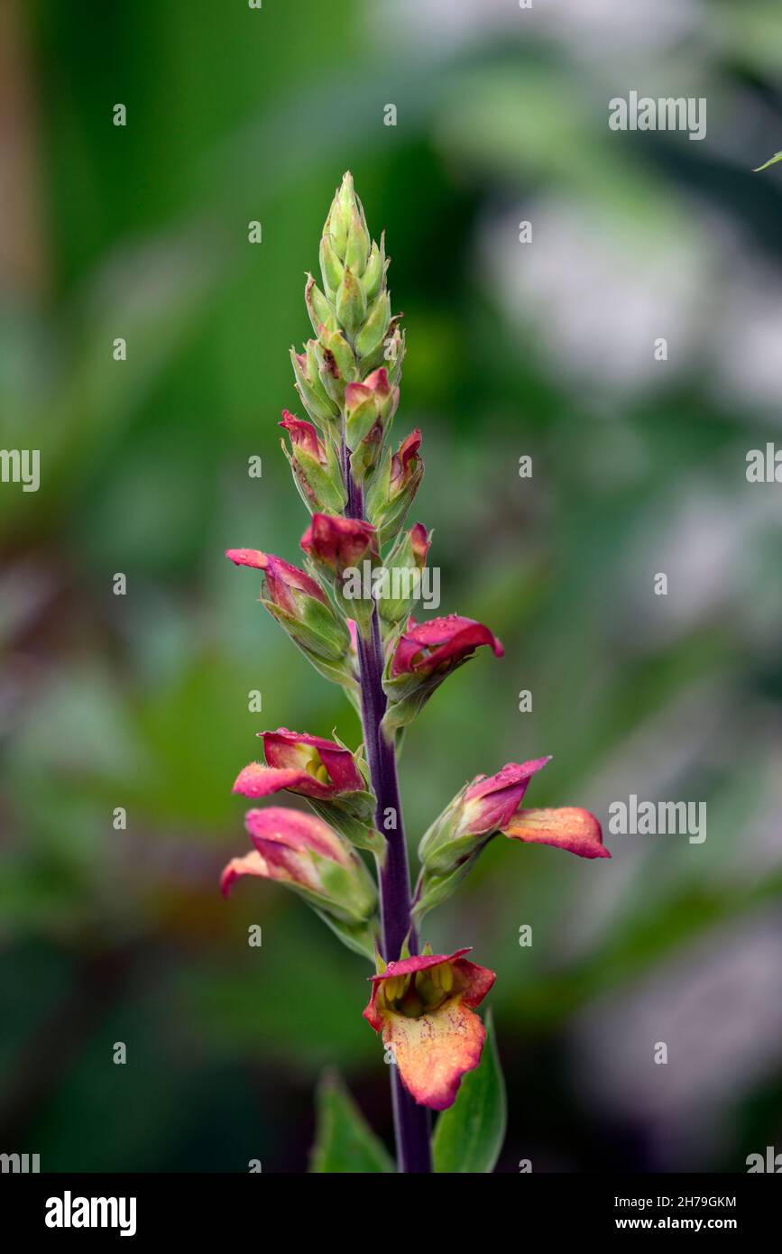 digitalis illumination flame,foxgloves, foxglove, sterile, hybrid ...