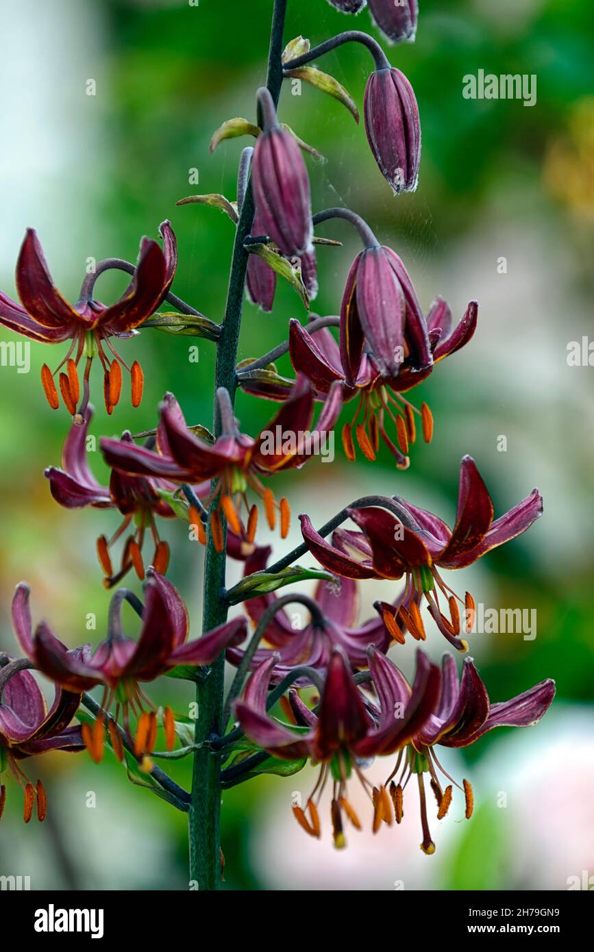 Lilium Martagon Claude Shride,lily,lillies,red,maroon,flower,flowers ...