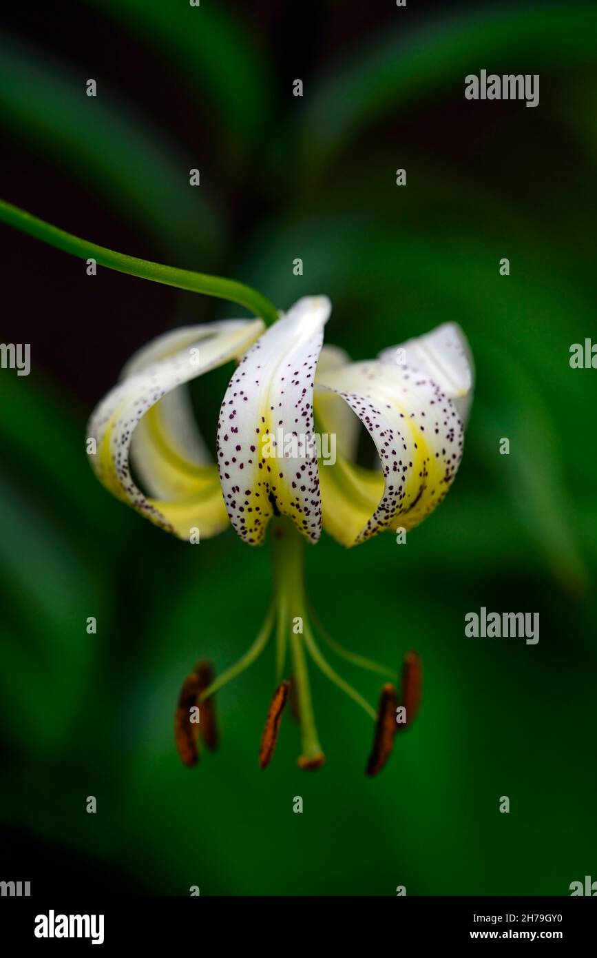Lilium taliense,White Turk's cap flower with rosepoint marbling,spotted ...